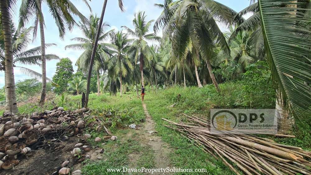 30,000 Square Meters Farm Land along the road + Overlooking to Talikud ...